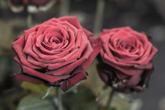 Rose Between Two Thorns stock photo. Image of paws, landmark - 887216