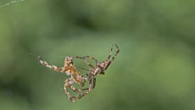 Spiders Fighting Royalty Free Stock Photo - Image: 6396465