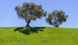 Sunny Field Trees And Sun Banner Stock Photography - Image: 4737982