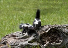 Skunks Stock Images - Download 196 Photos
