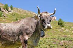 Tyrol Grey Or Tyrolean Grey Alpine Cattle, Milk Cows On Pasture Stock ...