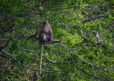 Macaco Do Bebê Em Uma árvore Ilustração do Vetor - Ilustração de marrom ...