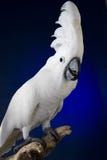 Umbrella Cockatoo Stock Photos - Royalty Free Stock Images
