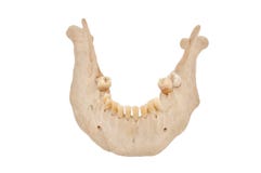 Modelo De La Quijada Humana Foto de archivo - Imagen de laboratorio ...