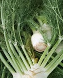 Raw Fennel At Farmers Market Stock Image - Image of grocer, herb: 49500897