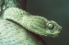 Víbora De Gabón, Bitis Gabonica Imagen de archivo - Imagen de animal ...