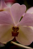 Orchidée Vanda rose photo stock. Image du lumineux, thailand - 38665422