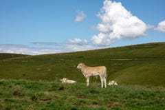 Calf cows stock image. Image of meadow, animals, cows - 33641013