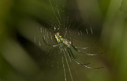 Venusta Orchard Spider Stock Photo - Image: 4898650