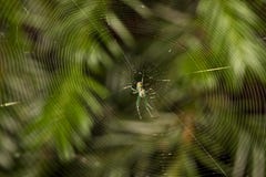 Venusta Orchard Spider Stock Photo - Image: 4898650