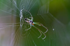 Venusta Orchard Spider Stock Photo - Image: 4898650