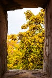 Autumn view from window stock image. Image of blue, yellow - 315947