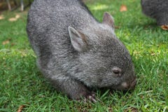 Vombato Australiano Indigeno Immagine Stock Libera da Diritti ...