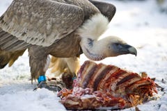 Vulture Eating Meat Stock Photos, Images, & Pictures - 101 Images