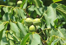 Walnut Stages Of Growth, Collage. Juglans Regia In Bloom In Spring ...