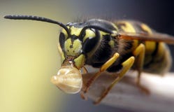 Wasp Eating A Piece Of Fruit Stock Photo - Image: 15883924