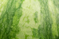 Watermelon skin texture stock photo. Image of eating - 33725852