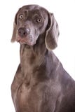Weimaraner Pointer Head Stock Images - Download 71 Royalty Free Photos
