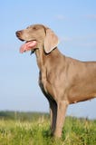Weimaraner Pointer Head Stock Images - Download 71 Royalty Free Photos