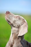 Weimaraner Pointer Head Stock Images - Download 71 Royalty Free Photos