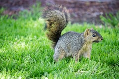Western Gray Squirrel stock photo. Image of southwest - 2329254