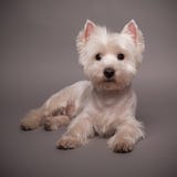 Westie Stock Images - Download 1,793 Photos