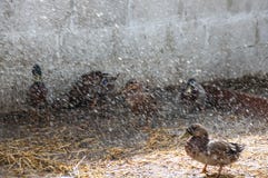 Duck Under Rain Stock Photos - Image: 9233843