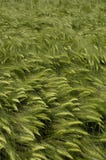 A Blade Of Wheat Stock Photography - Image: 405912