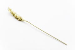 Wheat branch stock image. Image of spike, grains, plant - 14266653