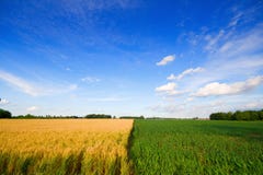 Wheat and corn stock image. Image of country, scenic - 12016903