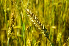 Green durum wheat field stock photo. Image of climate - 5379360