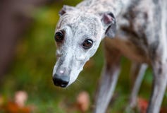 Whippet dog stock image. Image of relax, cute, domestic - 26664693