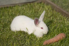 Albino Rabbit Royalty Free Stock Photos - Image: 4941708