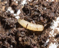 White worm in soil stock image. Image of invertebrate - 4879091