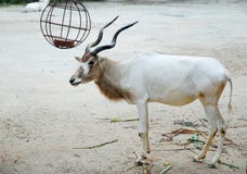 Fish Piranha Red Paku Of Colossoma Bidens Stock Photos - Image: 9558393