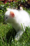 White kitten in grass stock photo. Image of portrait, beautiful - 5222574