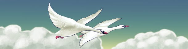 Flock Of Trumpeter Swans Flying In V Formation Stock Photo - Image: 8731618