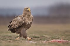 Walking Adult Bald eagle stock image. Image of endangered - 83084603