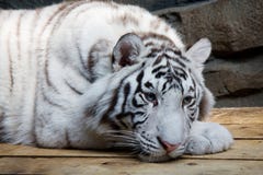 White Amur Tiger On A Waterfall - Free Stock Images & Photos - 3952923 ...