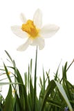 Single Yellow Daffodil, Narcissus Spring Flower With Stem And Leaves ...