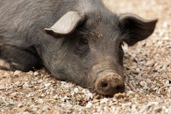 Tired Pig lying down stock image. Image of ears, healthy - 13534561