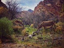 Wild Burros Along Route 66 In Oatman Arizona Stock Image - Image of ...