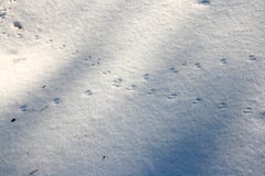 Mouse Footprints Stock Photos - Royalty Free Images