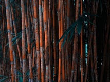 Wild bamboo stock illustration. Illustration of leaves - 23622110