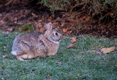 Wild European rabbits stock photo. Image of closeups - 32839642