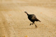 Running Turkey Stock Images - Download 5,234 Royalty Free Photos