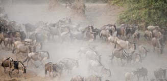 The Great Migration, Kenya stock image. Image of landscapes - 39302375