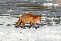Bunter Fuchs, Der Auf Eis Geht Stockfoto - Bild: 65929743