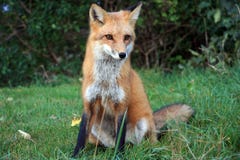 Fox-Profil stockfoto. Bild von stares, auge, fuchs, kopf - 45812528