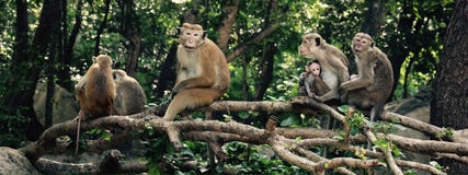Team Monkey - Different Facial Expressions - Group Of Rhesus Macaque ...